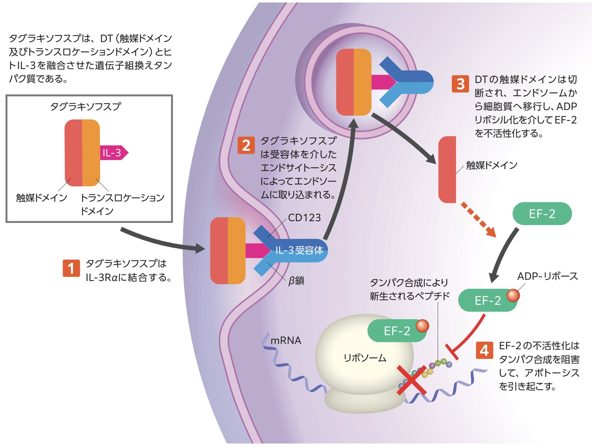 薬効薬理｜製品情報概要｜エルゾンリス®点滴静注1000μg｜製品一覧｜日本新薬株式会社
